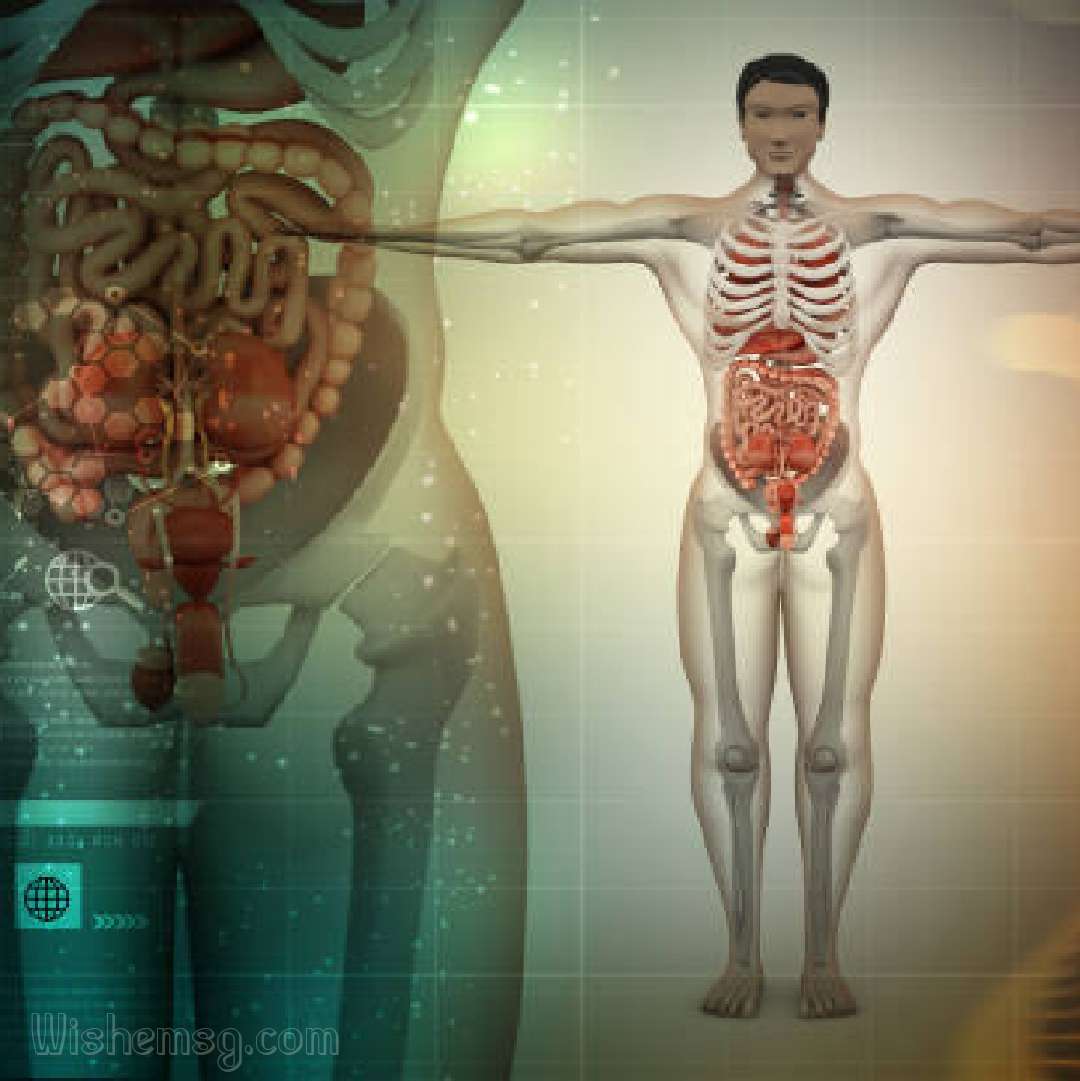 The Wonders of the Human Body: Exploring the Marvels Within - Wishemsg.Com