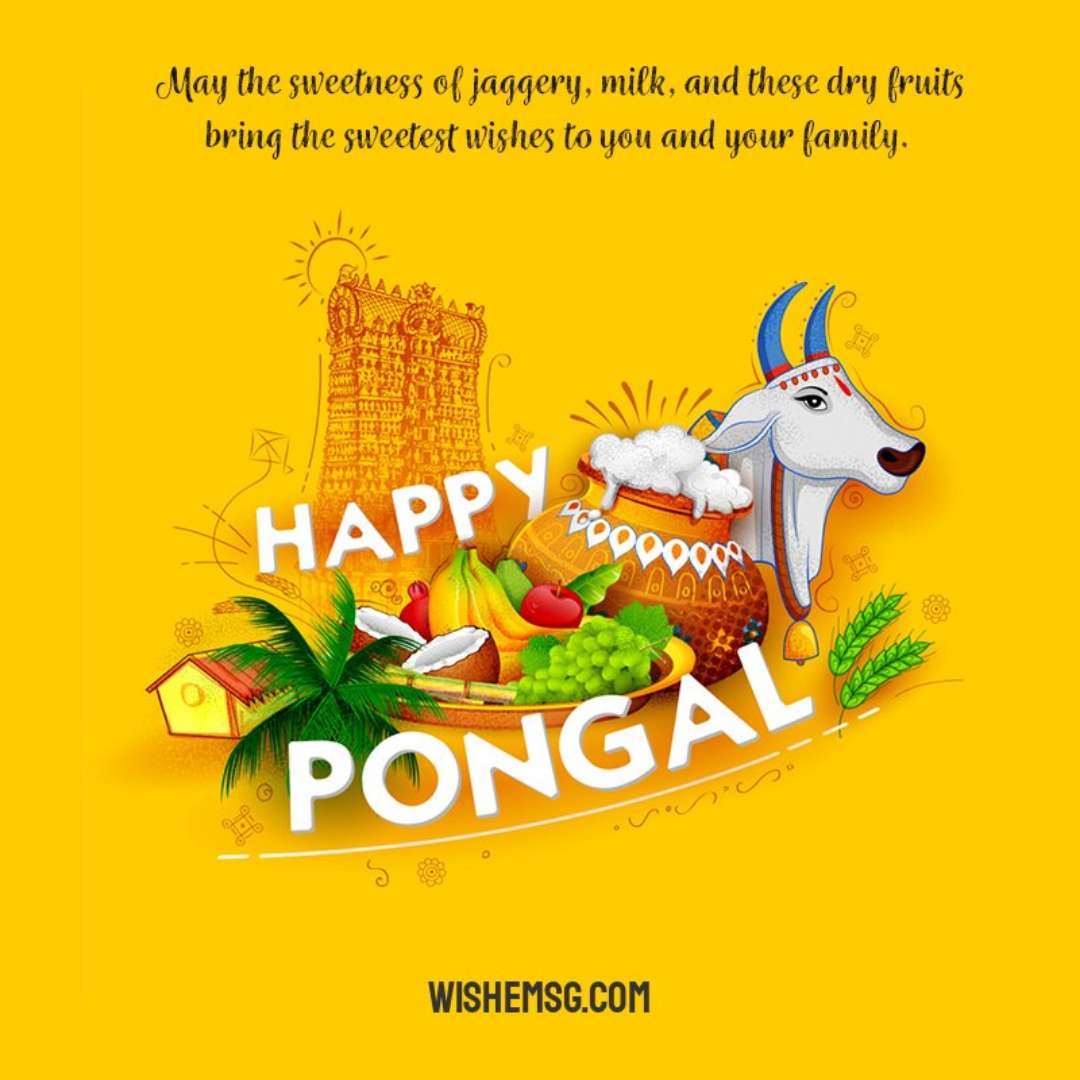 200+ Happy Pongal Wishes Quotes Images 2024 - Wishemsg.Com